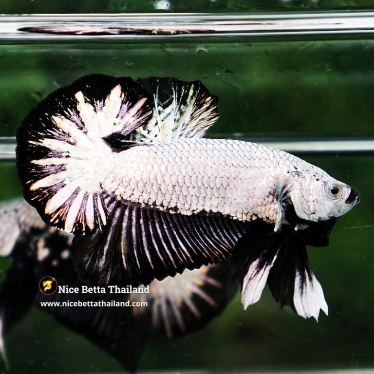Dragon Betta Fish for Sale - nicebettathailand.com