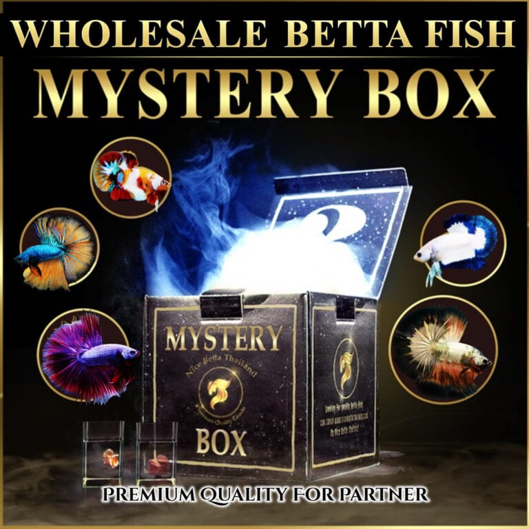 Wholesale price betta fish 100 pcs (Male) - nicebettathailand.com
