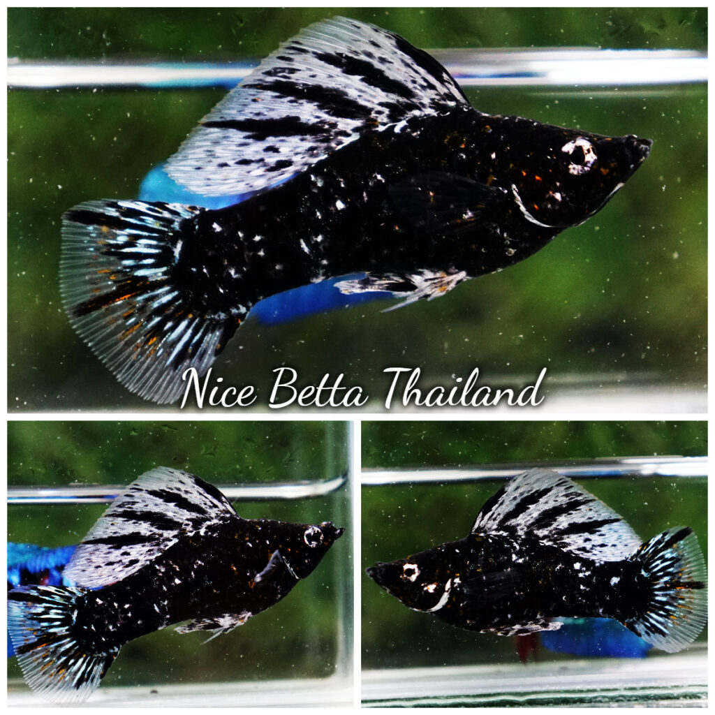 Molly Fish Black Lace Galaxy Male - nicebettathailand.com