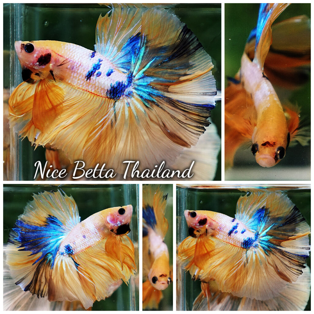 Male Half Moon Betta - nicebettathailand.com