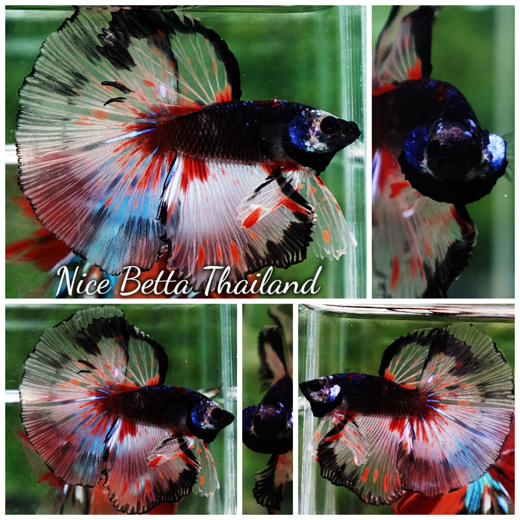 Half Moon Betta (HM) - nicebettathailand.com