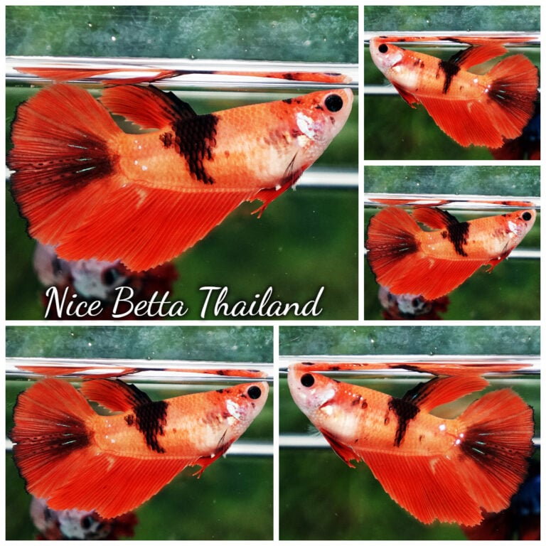 Orange Betta Fish for Sale - nicebettathailand.com