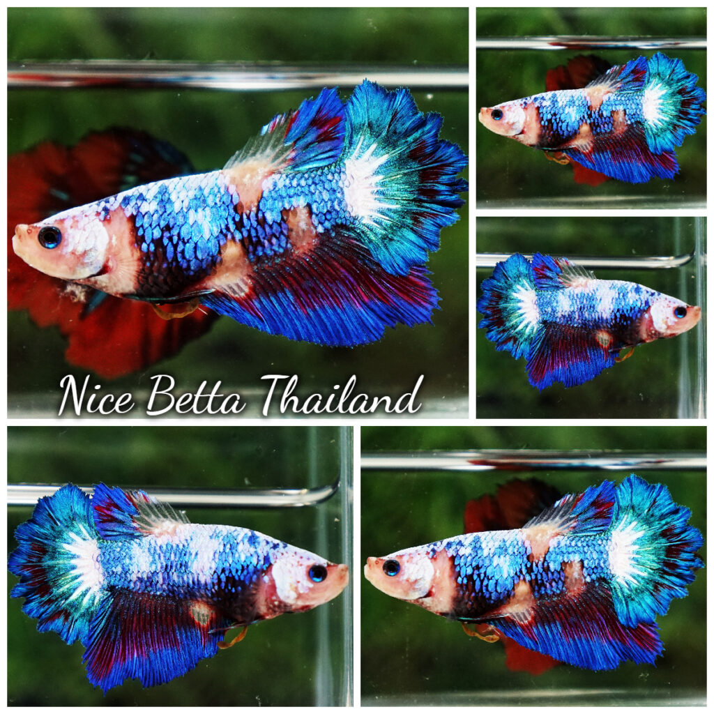 Betta fish shop - nicebettathailand.com