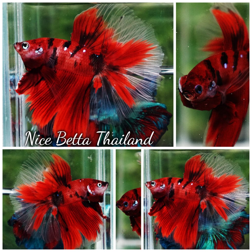 Betta Fish Ruby Tiger Overlord Koi OHM - nicebettathailand.com