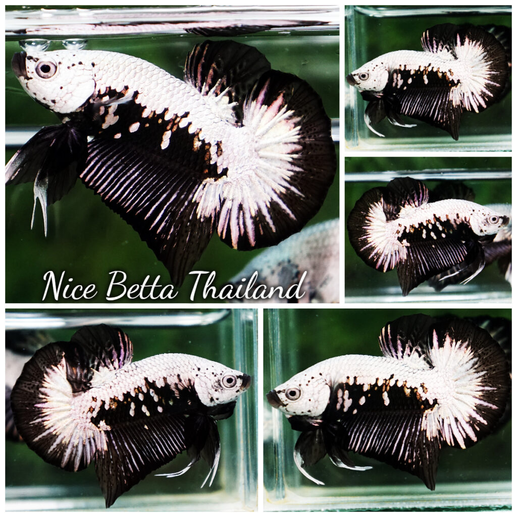 Betta Fish Nightfall Nova Samurai HMPK - nicebettathailand.com