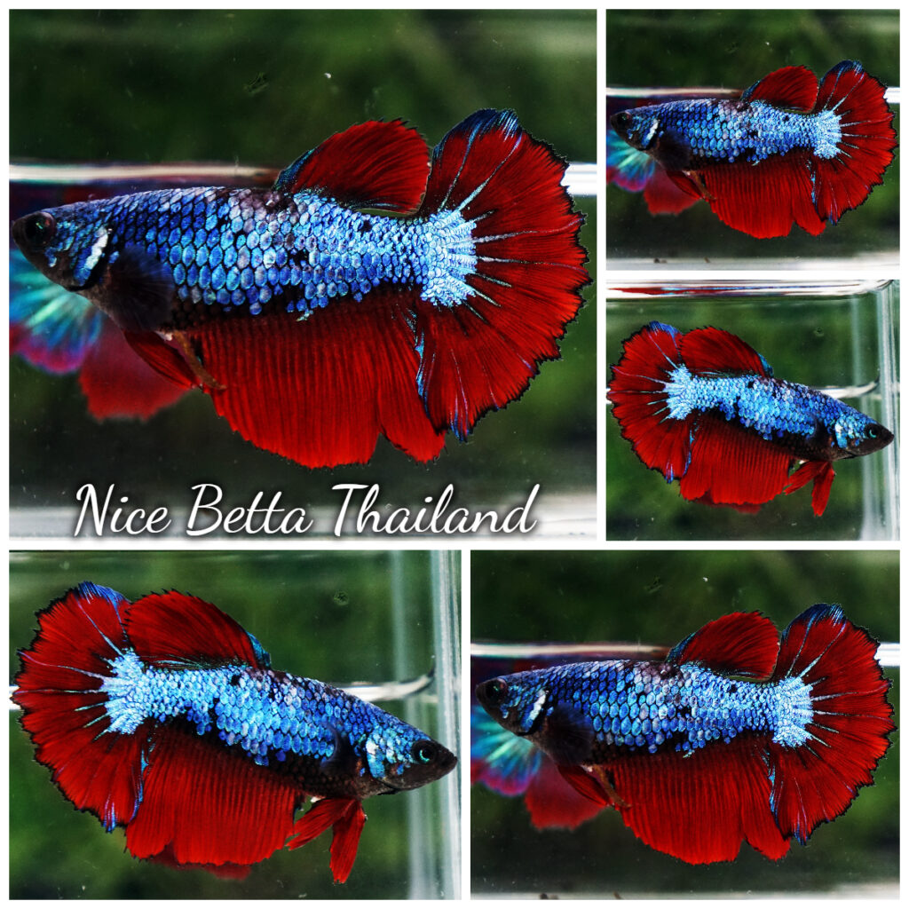 Blue Betta Fish for Sale - nicebettathailand.com