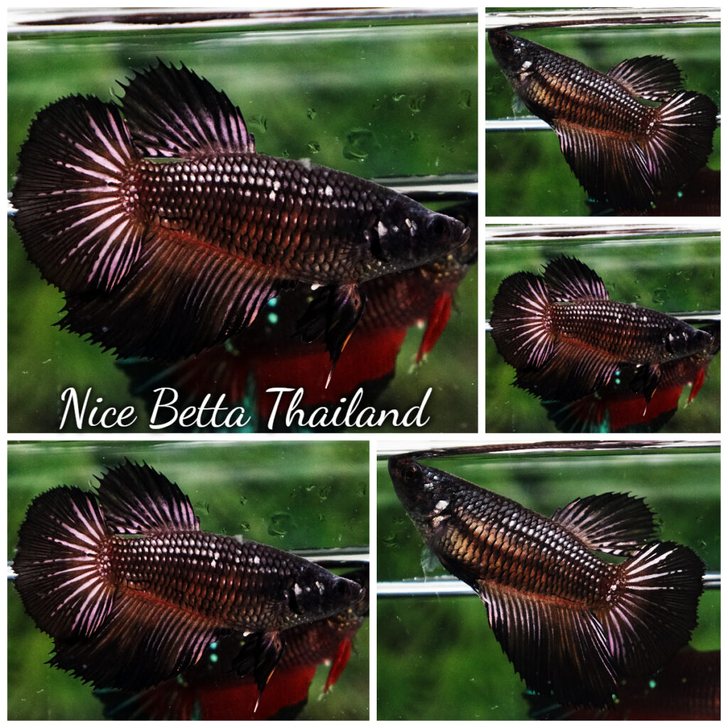 Betta Fish Female Black Orchid Midnight HM - nicebettathailand.com