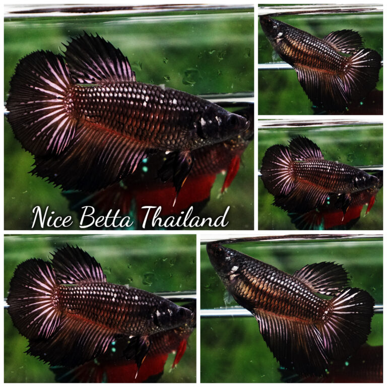 Black betta fish for Sale - nicebettathailand.com