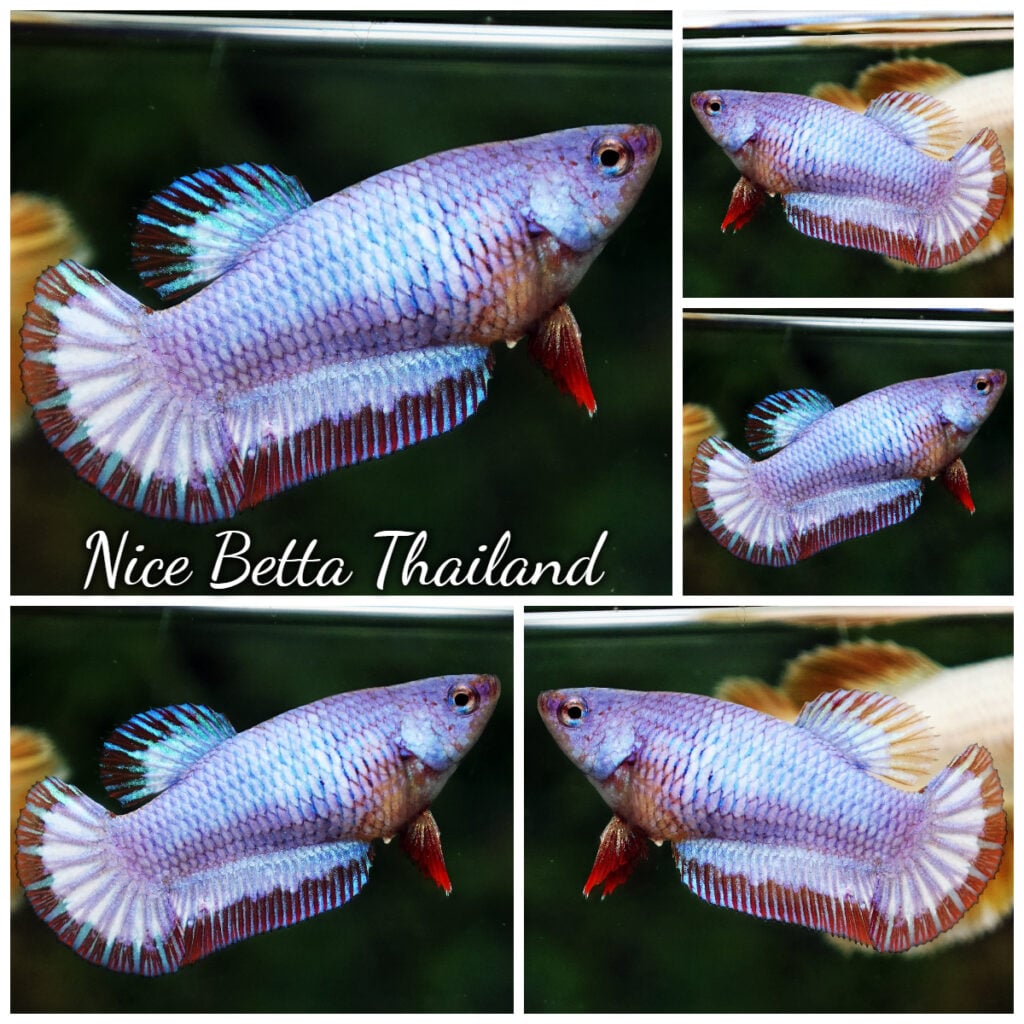 Betta Fish Female Lavender Dream Butterfly HMPK - nicebettathailand.com