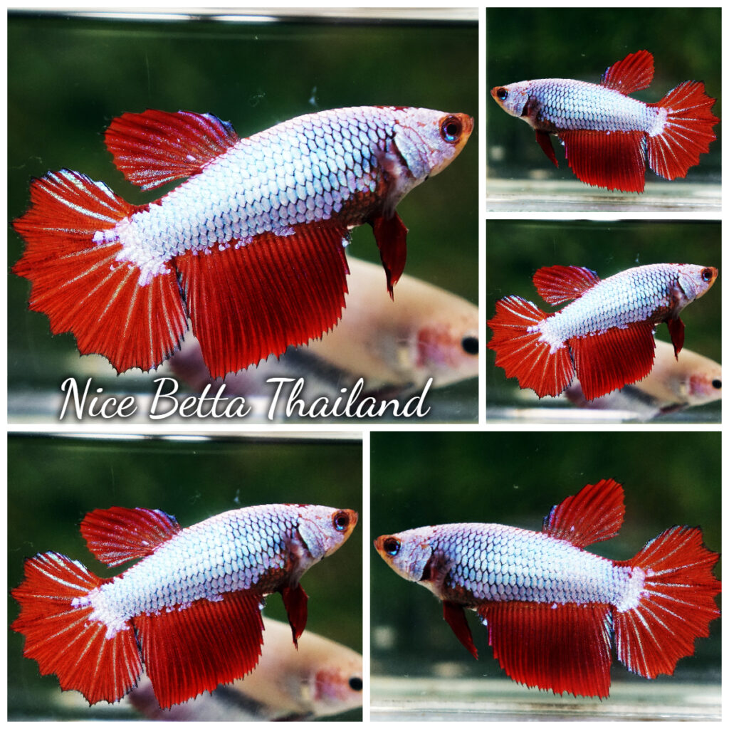Betta Fish Female Jan Deang Dragon HM - nicebettathailand.com