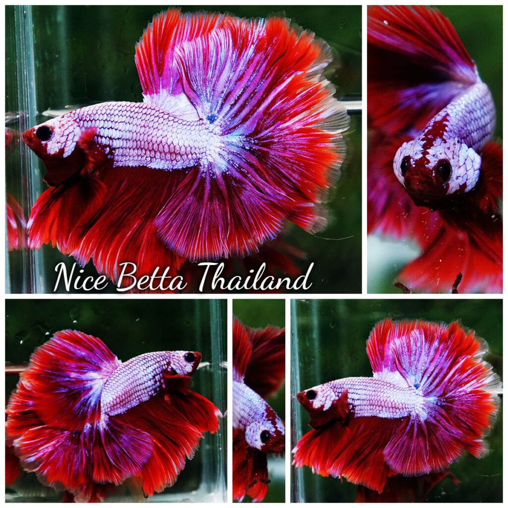 Pink Betta fish for Sale - nicebettathailand.com