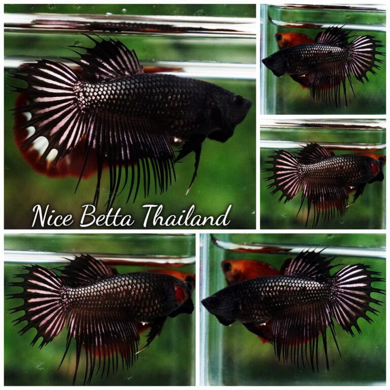 Black betta fish for Sale - nicebettathailand.com