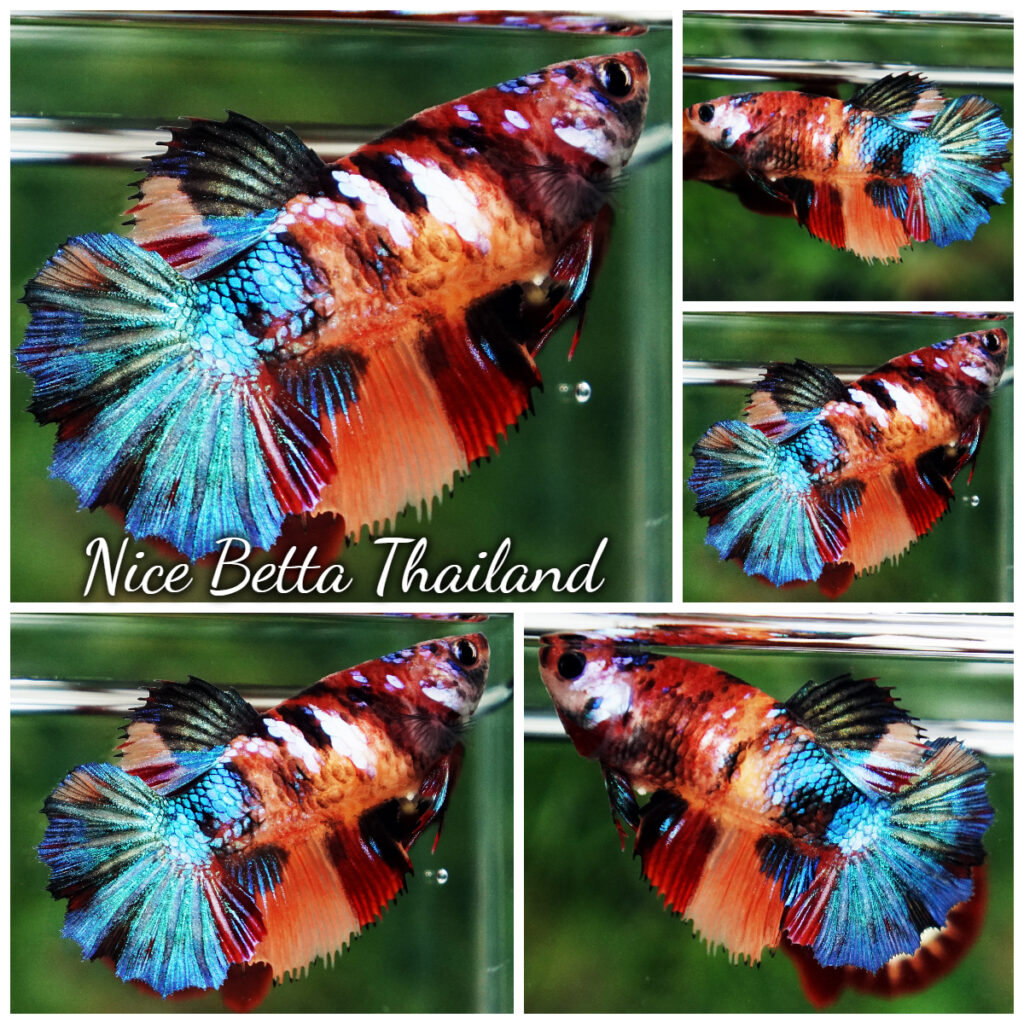Candy betta fish for Sale - nicebettathailand.com