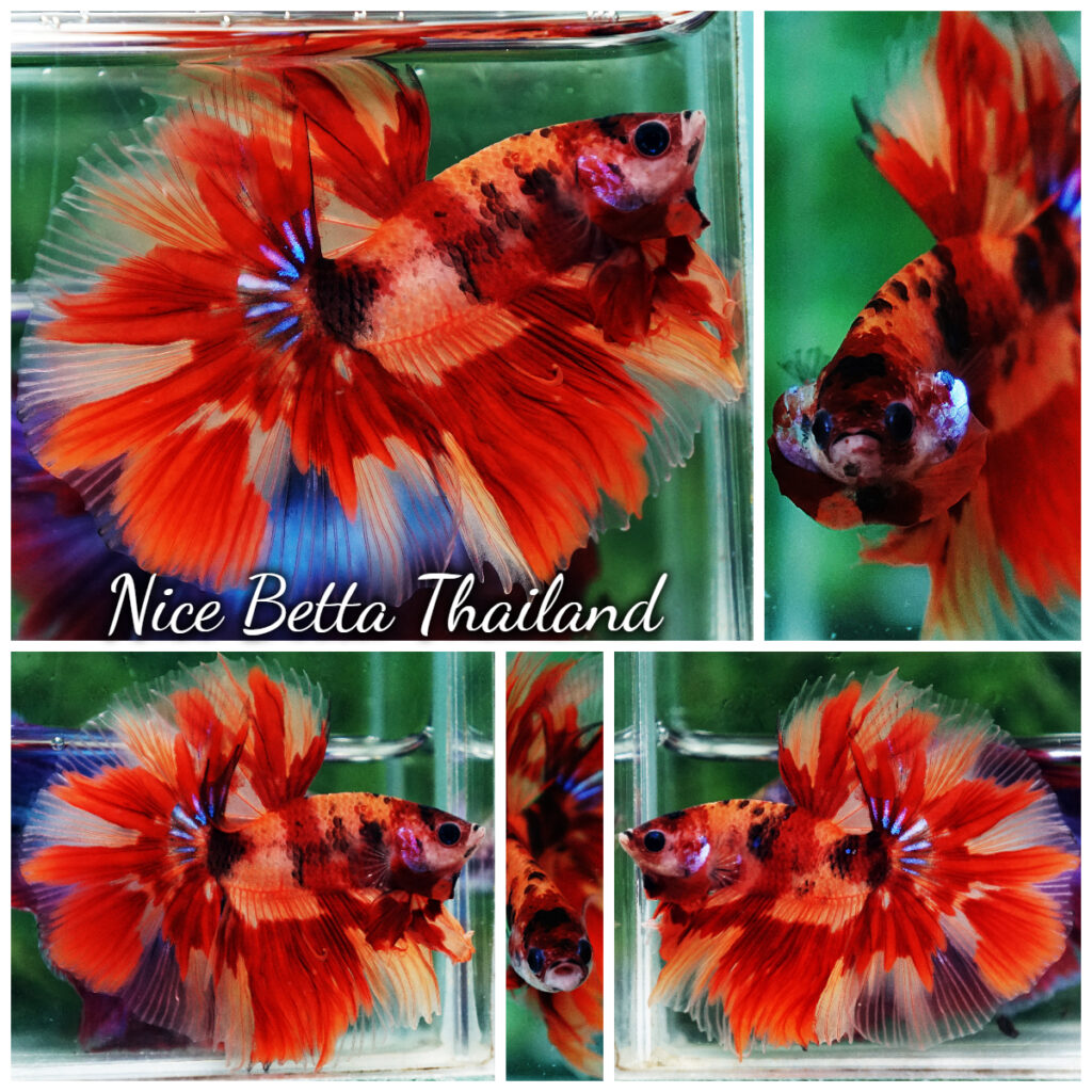 Male Half Moon Betta - nicebettathailand.com