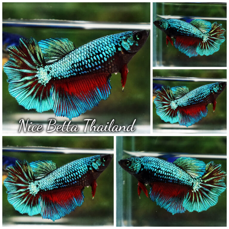 Turquoise betta fish for Sale - nicebettathailand.com