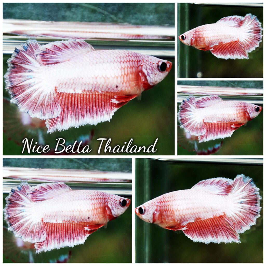 Pink Betta fish for Sale - nicebettathailand.com