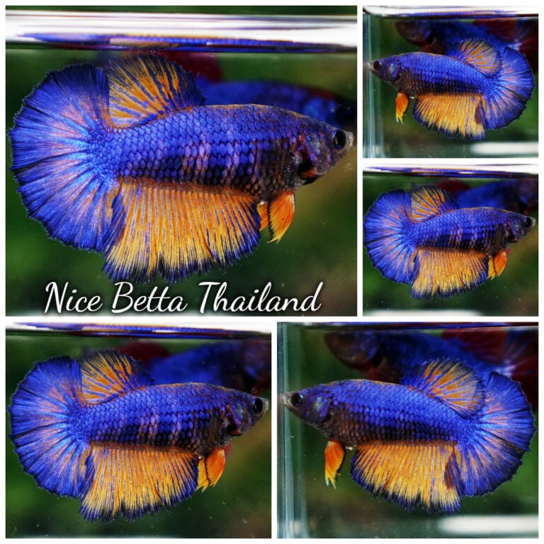 Blue Betta Fish for Sale - nicebettathailand.com