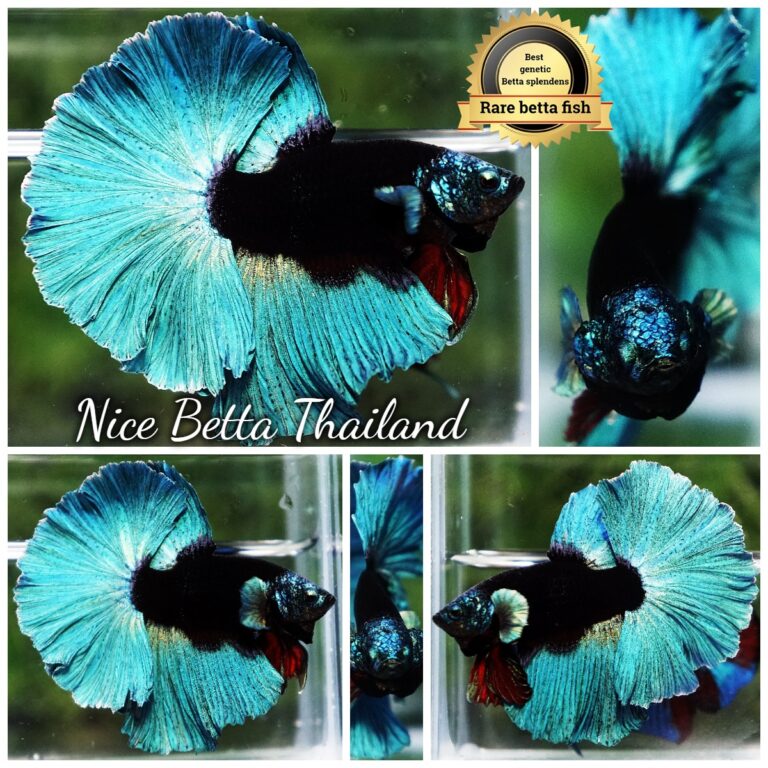 Helmet betta fish for Sale - nicebettathailand.com