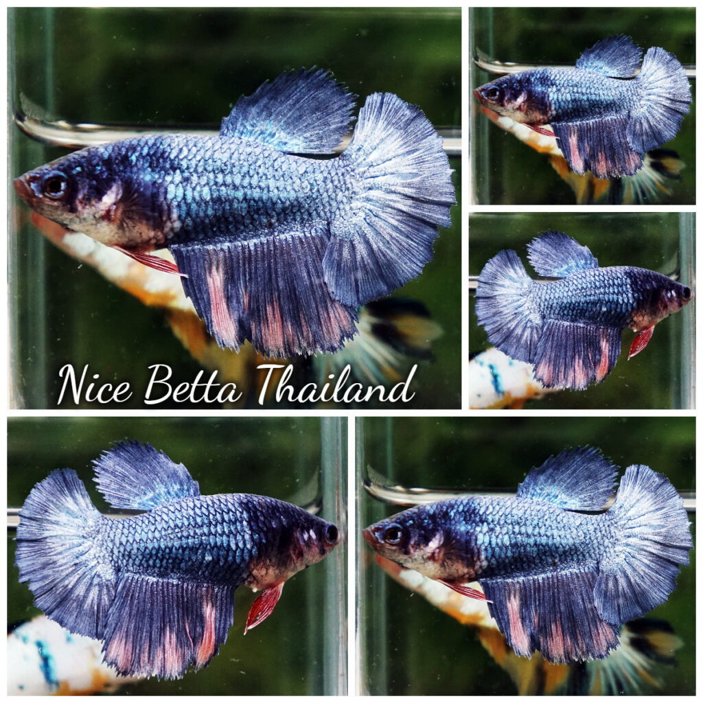 Betta Fish Female Smoky Peony HM - nicebettathailand.com
