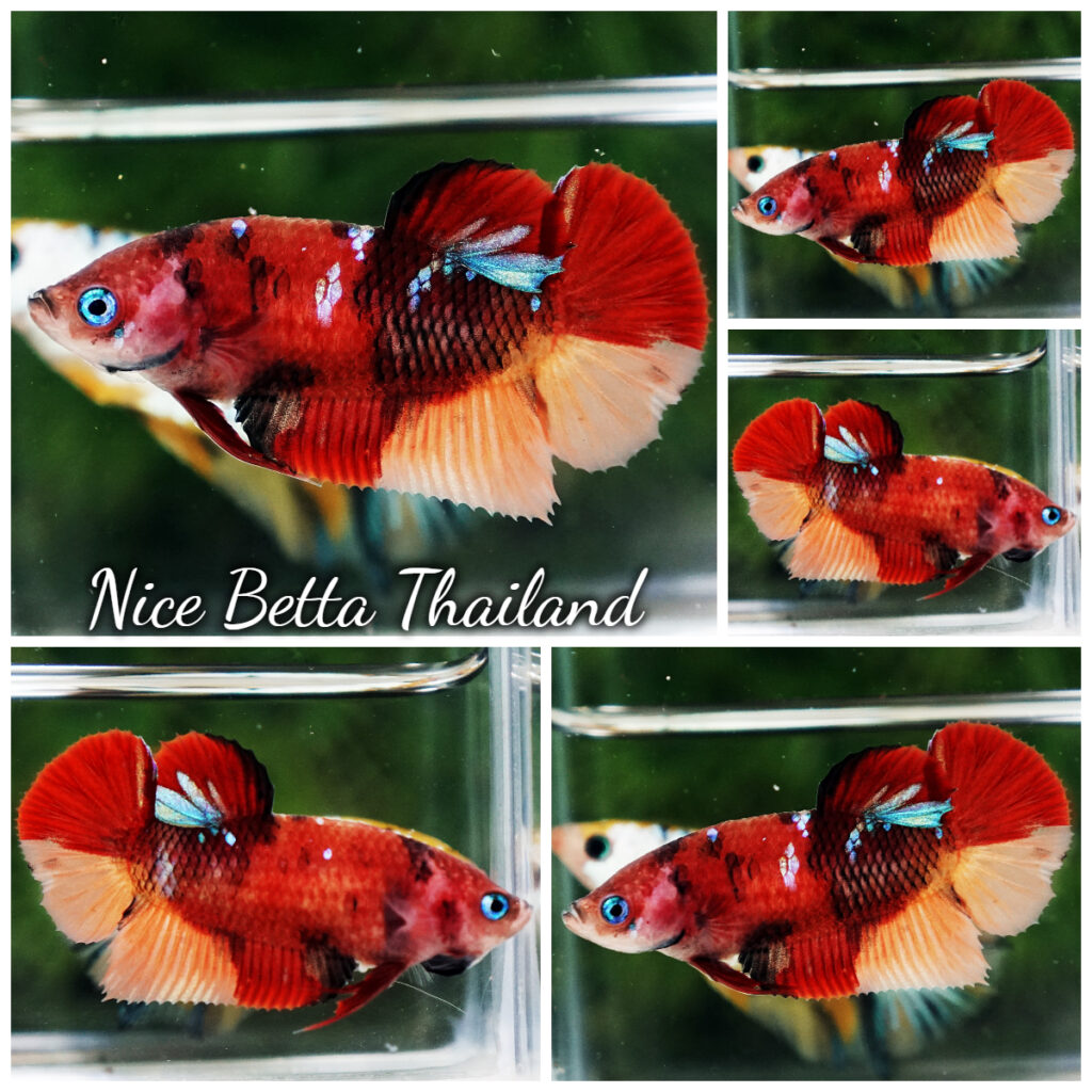 Betta Fish Female Carmine Star Nemo - nicebettathailand.com