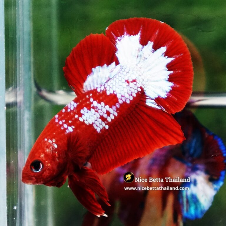 Betta Fish Fiery Frost Inferno Hellboy HMPK - nicebettathailand.com