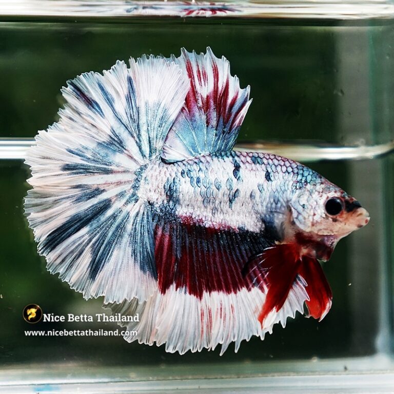 Betta Fish Prince of Mist Frost Mascot Hawk OHM - nicebettathailand.com