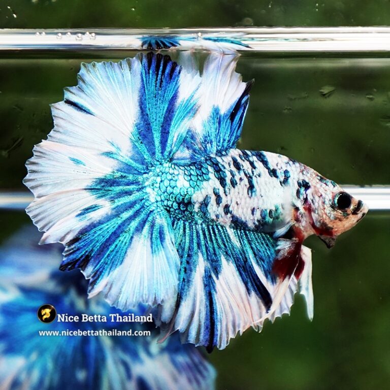 Betta Fish Betta Fish Prince Of The Frozen Sky Hawk OHM ...