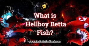 What is Hellboy betta fish? - nicebettathailand.com