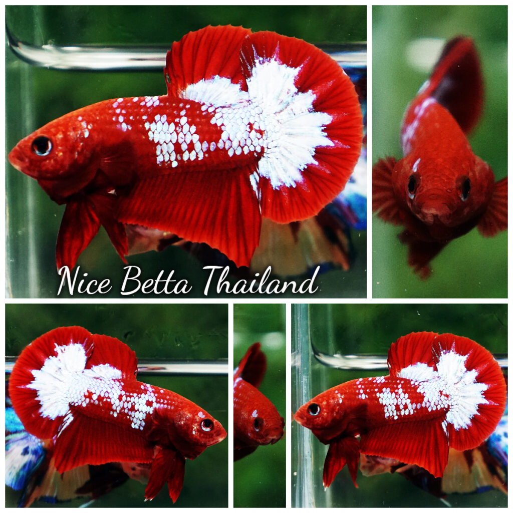 Betta Fish Fiery Frost Inferno Hellboy HMPK - nicebettathailand.com