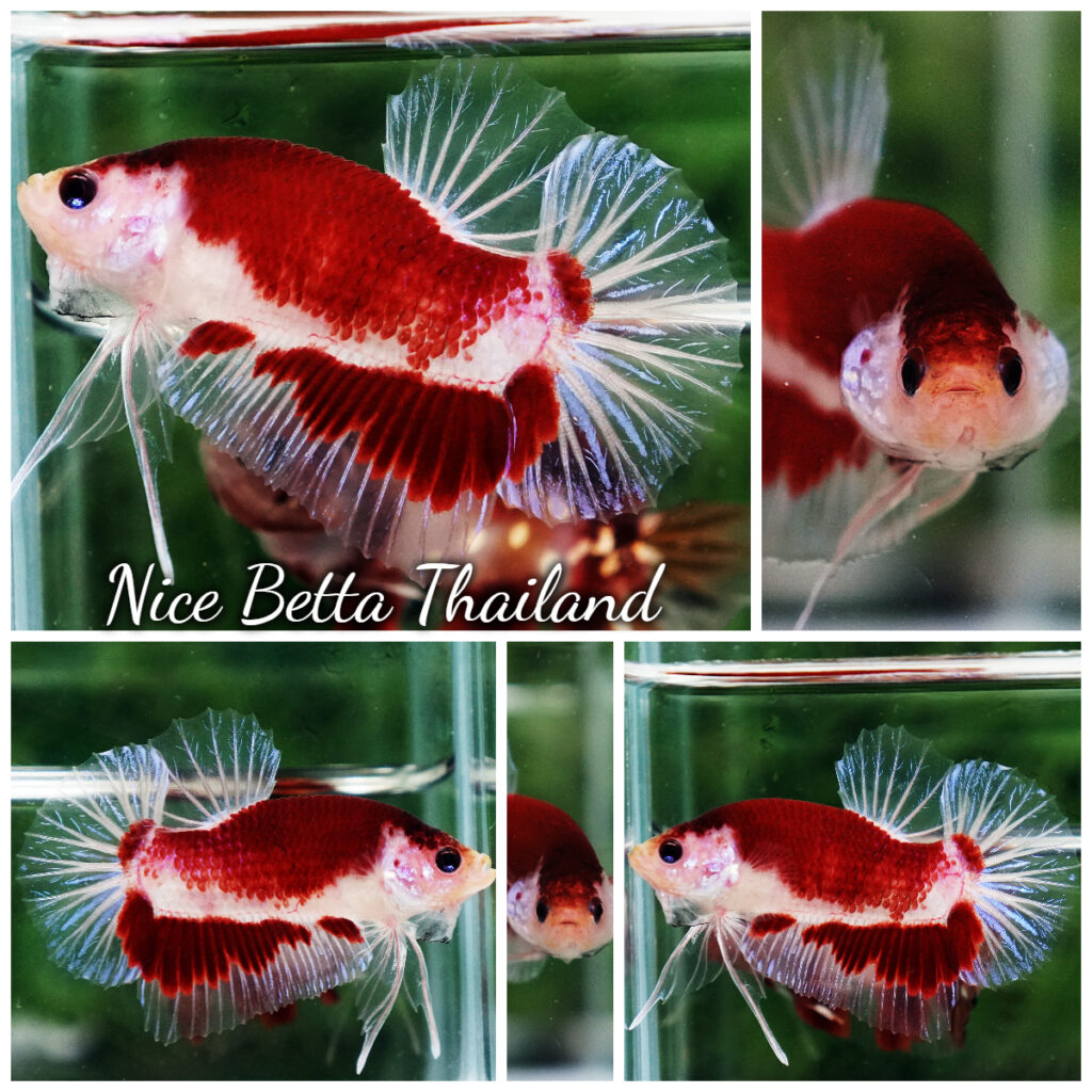 Betta Fish Red Sakura of Siam Tunjo Koi HMPK - nicebettathailand.com