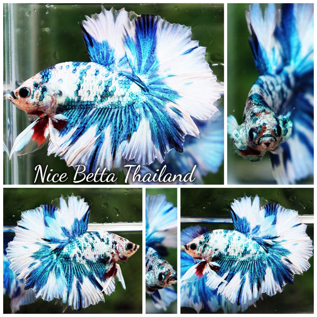 Betta Fish Betta Fish Prince Of The Frozen Sky Hawk OHM ...
