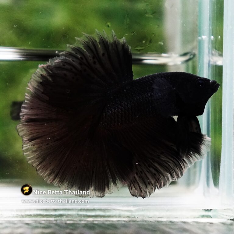 Betta Fish Black Melano Shadow Emperor Sky Hawk OHM - nicebettathailand.com