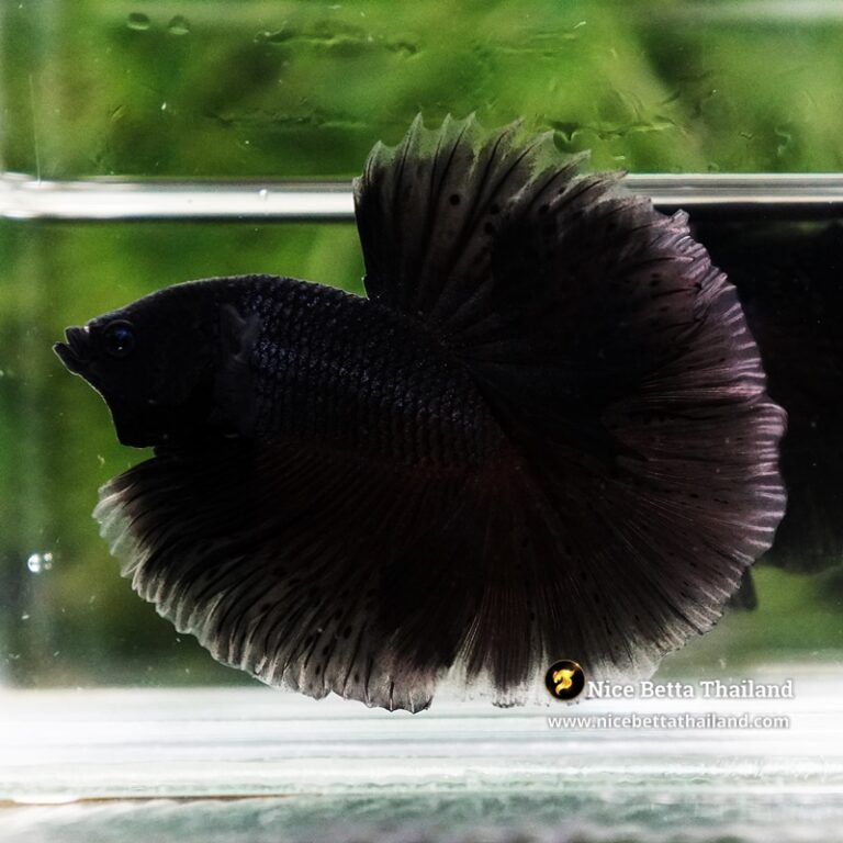 Betta Fish Black Melano Shadow Emperor Sky Hawk OHM - nicebettathailand.com