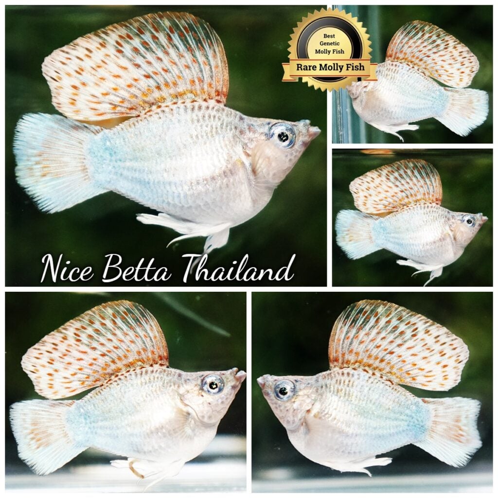 Rare Molly fish for sale - nicebettathailand.com