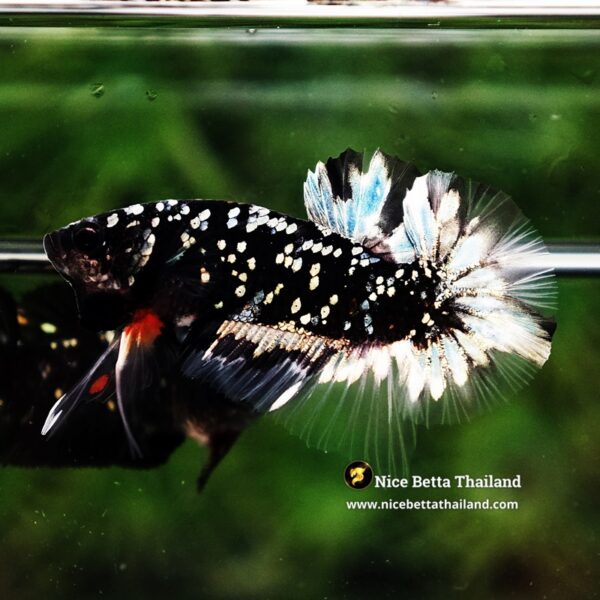 Betta Fish The Dark Nebula HMPK (Rare) - nicebettathailand.com