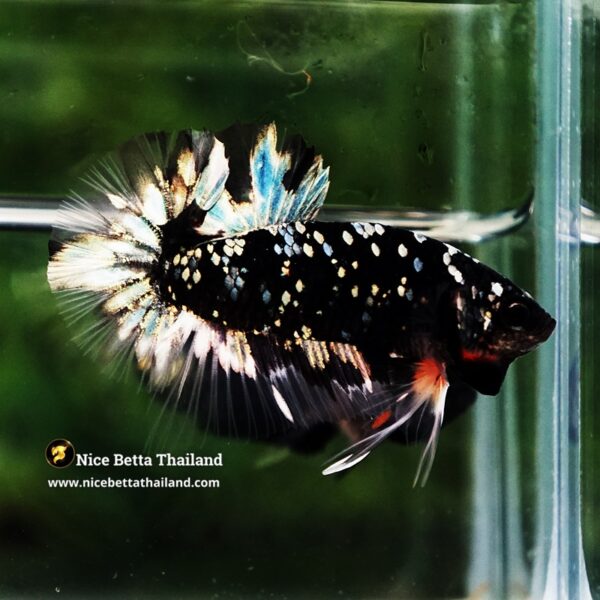Betta Fish The Dark Nebula HMPK (Rare) - nicebettathailand.com