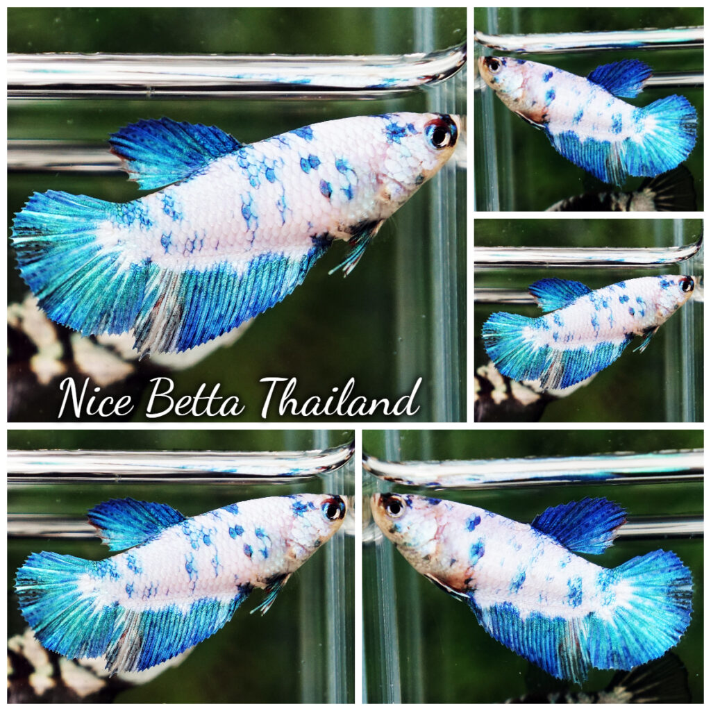 Betta Fish Female Princese Of The Frozen HM - nicebettathailand.com