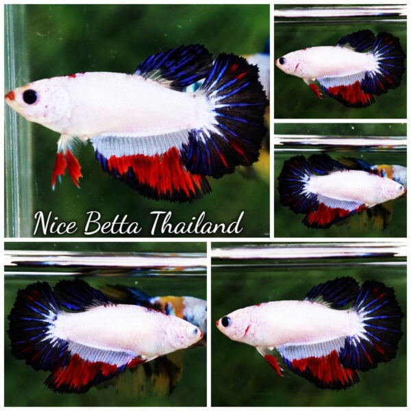 Betta Fish Female Fancy Patriot HM - nicebettathailand.com