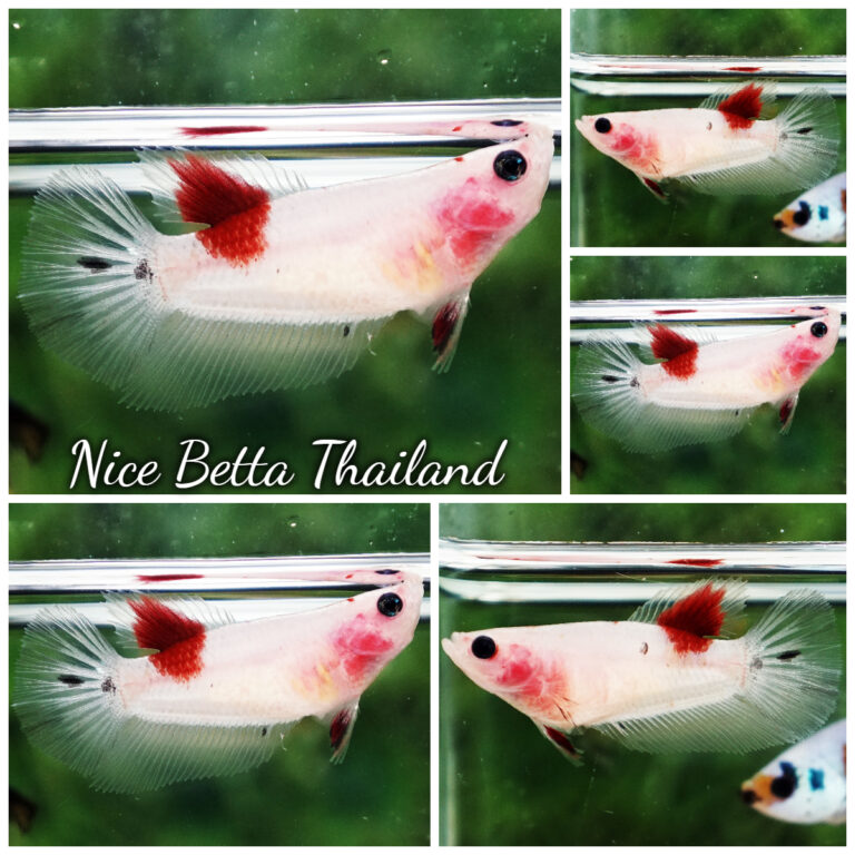 Betta Fish Female Tenjo Koi HM - nicebettathailand.com