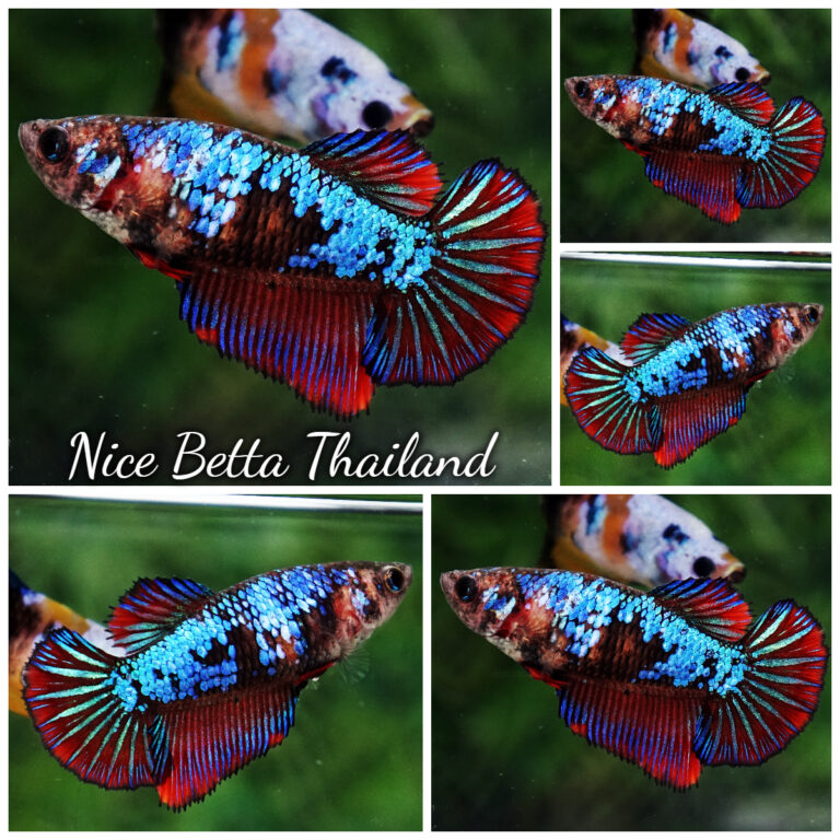 Betta Fish Female Blue Wariror On Fire HM - nicebettathailand.com