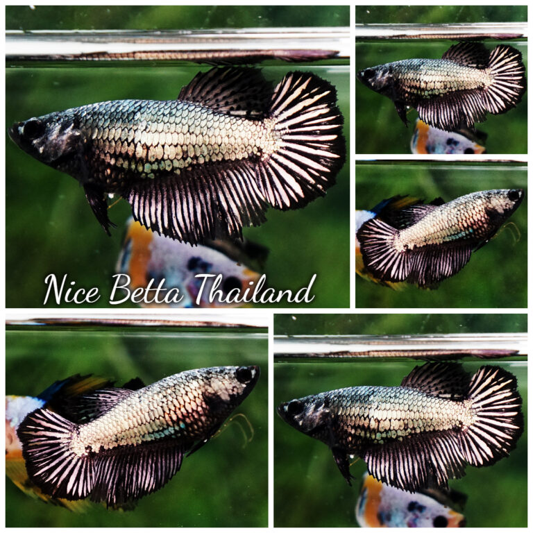 Betta fish Female Black Copper Dragon HM - nicebettathailand.com