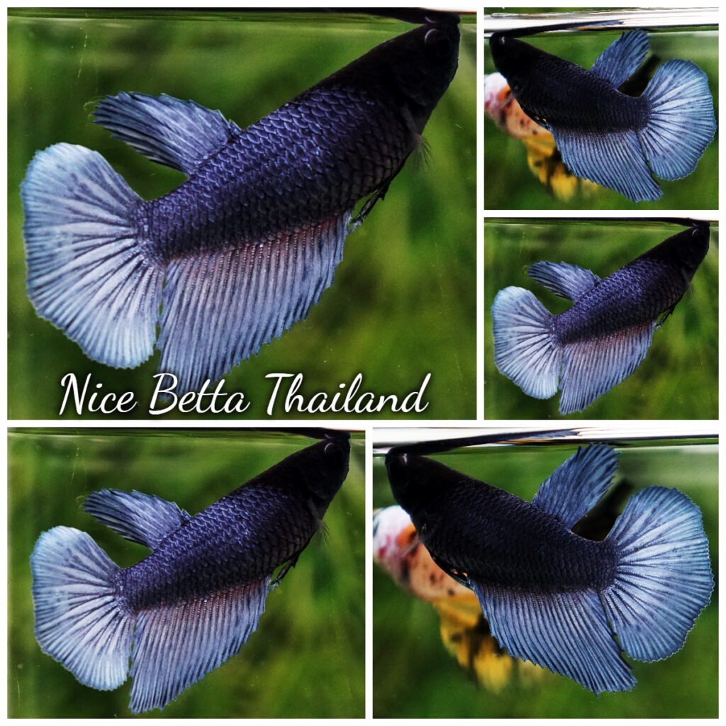 Betta fish Female Steel Blue HM - nicebettathailand.com