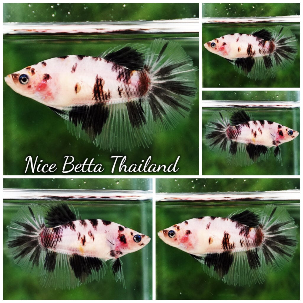 Marble Betta Fish for Sale - nicebettathailand.com