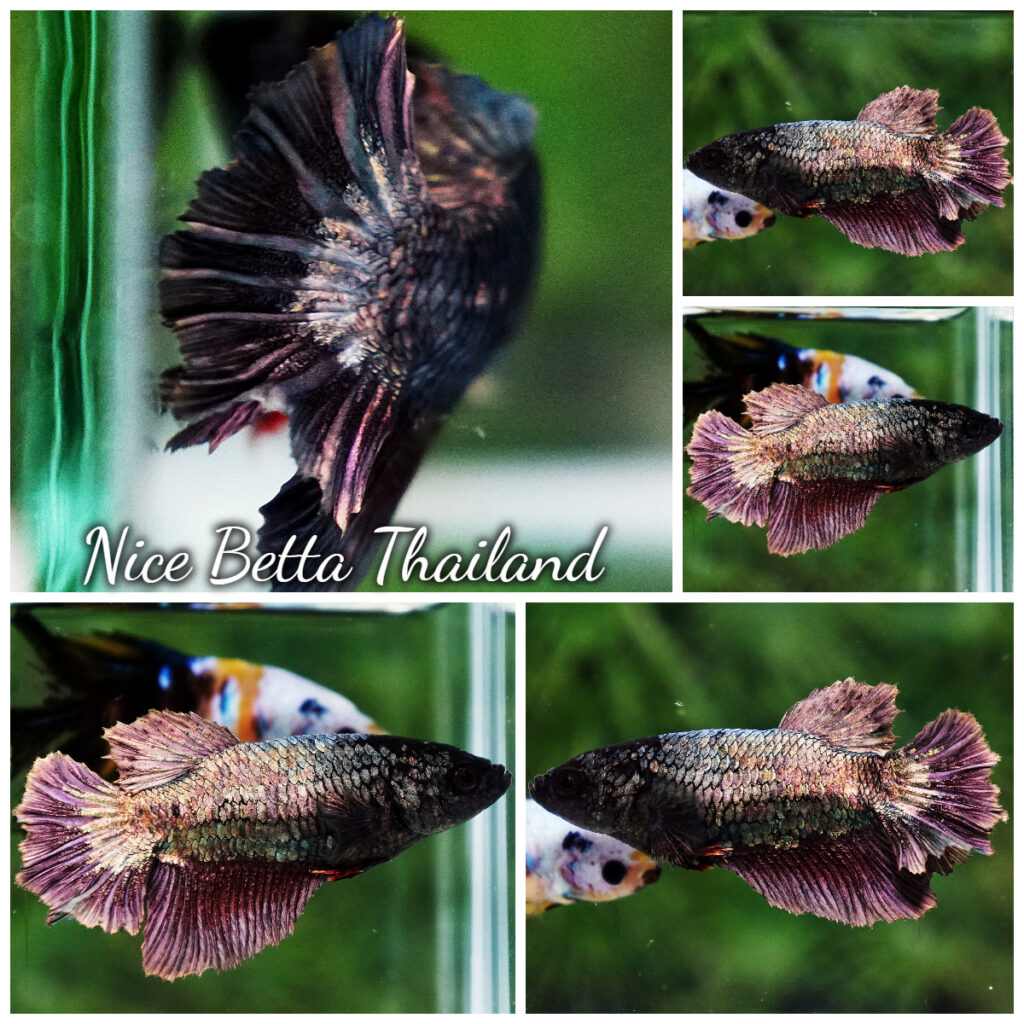 Betta Fish Female Obsidian Violet Copper Double Fins HM ...