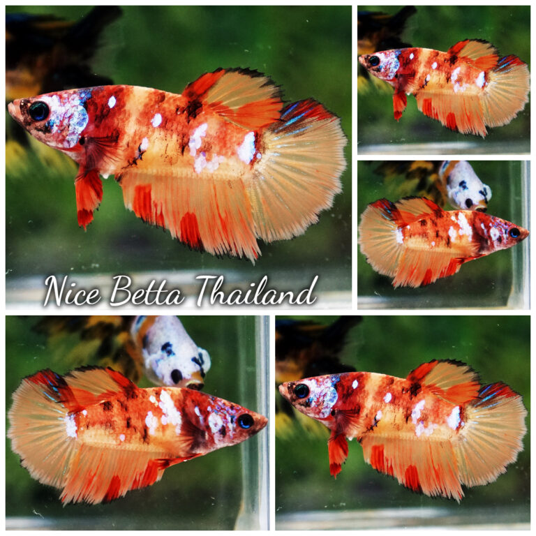Betta Fish Female Sunburst Flare HM - nicebettathailand.com