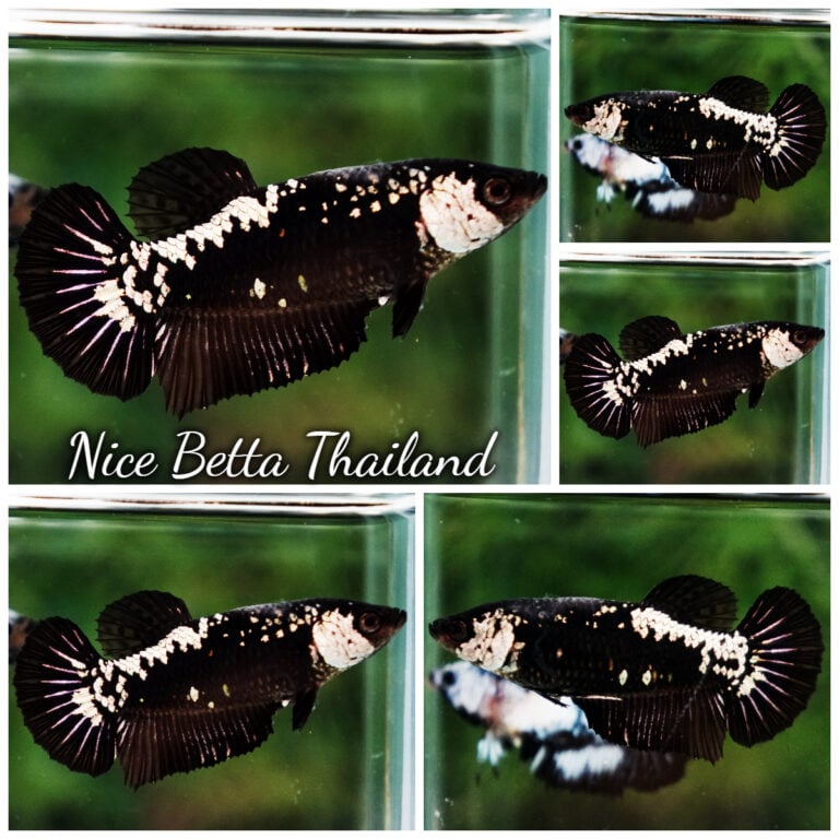 Betta Fish Female Black Samurai Mambar HMPK - nicebettathailand.com