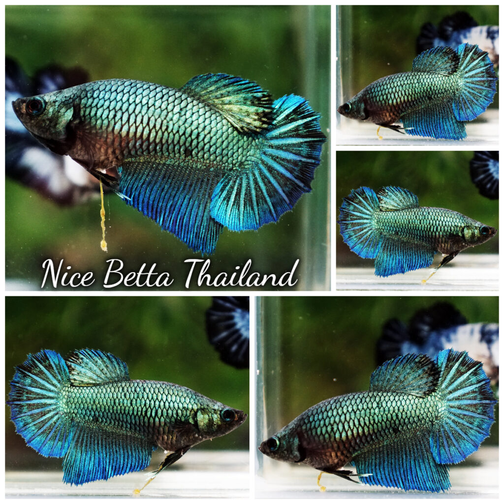Betta Fish Female Indigo Jade Green HM - nicebettathailand.com