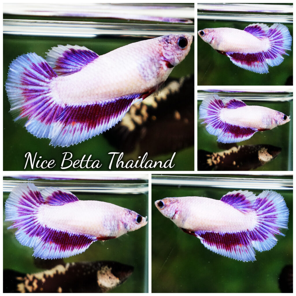 Betta Fish Female Snow Lavender Butterfly HM - nicebettathailand.com
