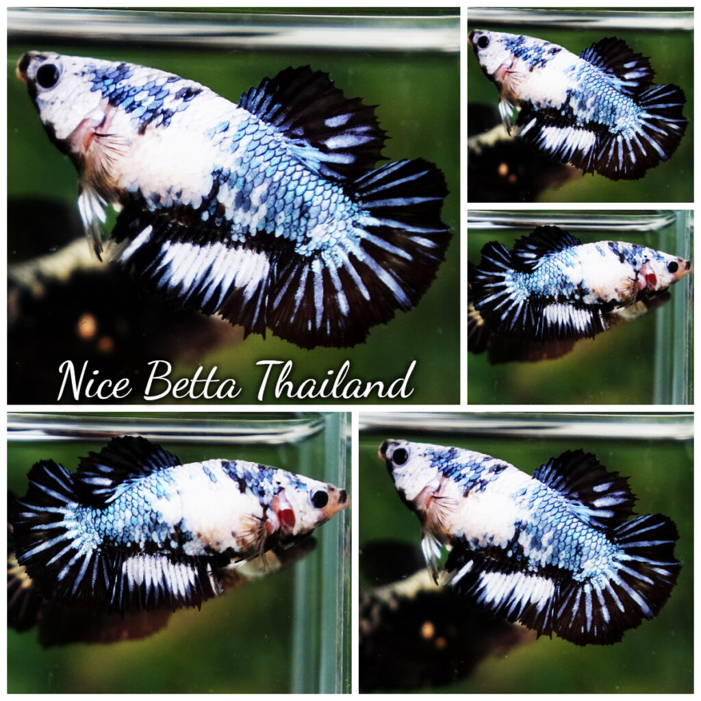 Betta Fish Female Black White Thunder HM - nicebettathailand.com