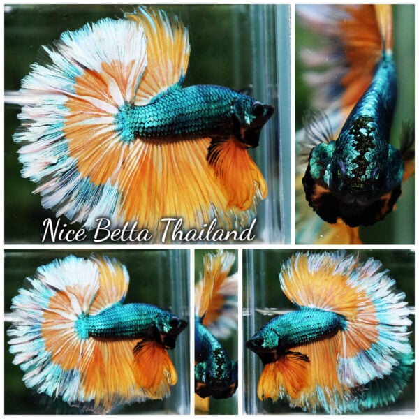 King betta fish for Sale - nicebettathailand.com